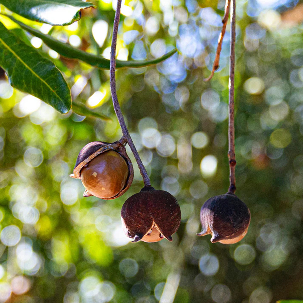 Macadamias Australia Happy Dry Roasted Macadamias 225g | Natonic